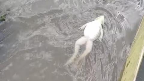 คลิปกบว่ายน้ำ - รวมข่าวเกี่ยวกับ "คลิปกบว่ายน้ำ" เรื่องราวของคลิปกบว่ายน้ำ