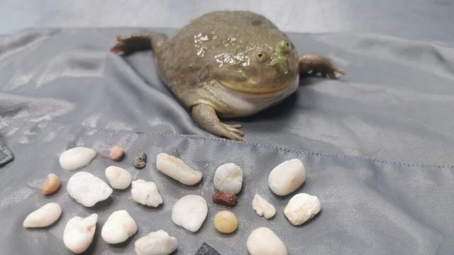 "Budgett's Frog" รวมข่าวเกี่ยวกับ "Budgett's Frog" เรื่องราวของ"Budgett ...