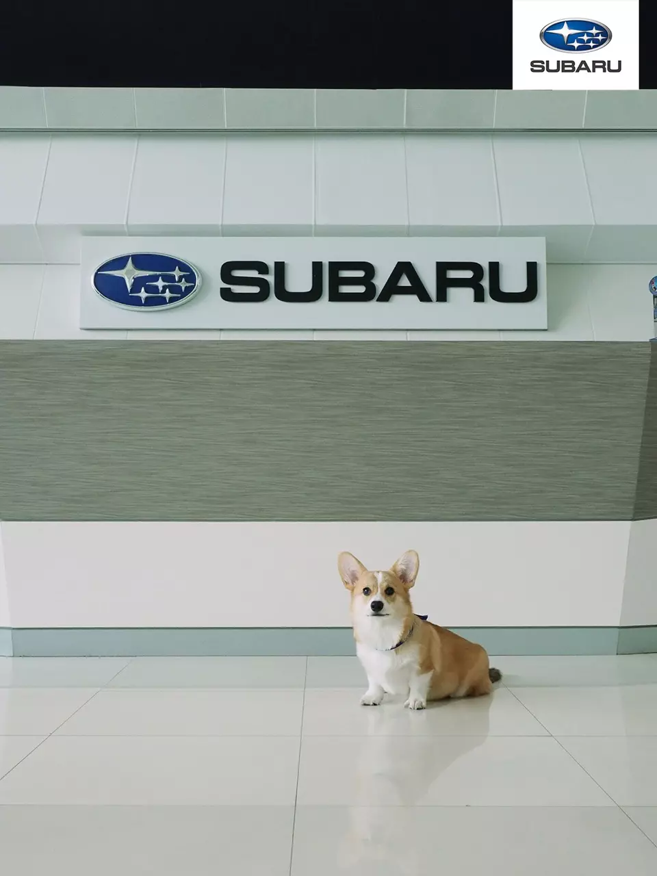SUBARU เอาใจคนรักหมา จัดพนักงานขายสี่ขาสุดน่ารัก น้องลูคัส คอร์กี้สายเตี้ย!