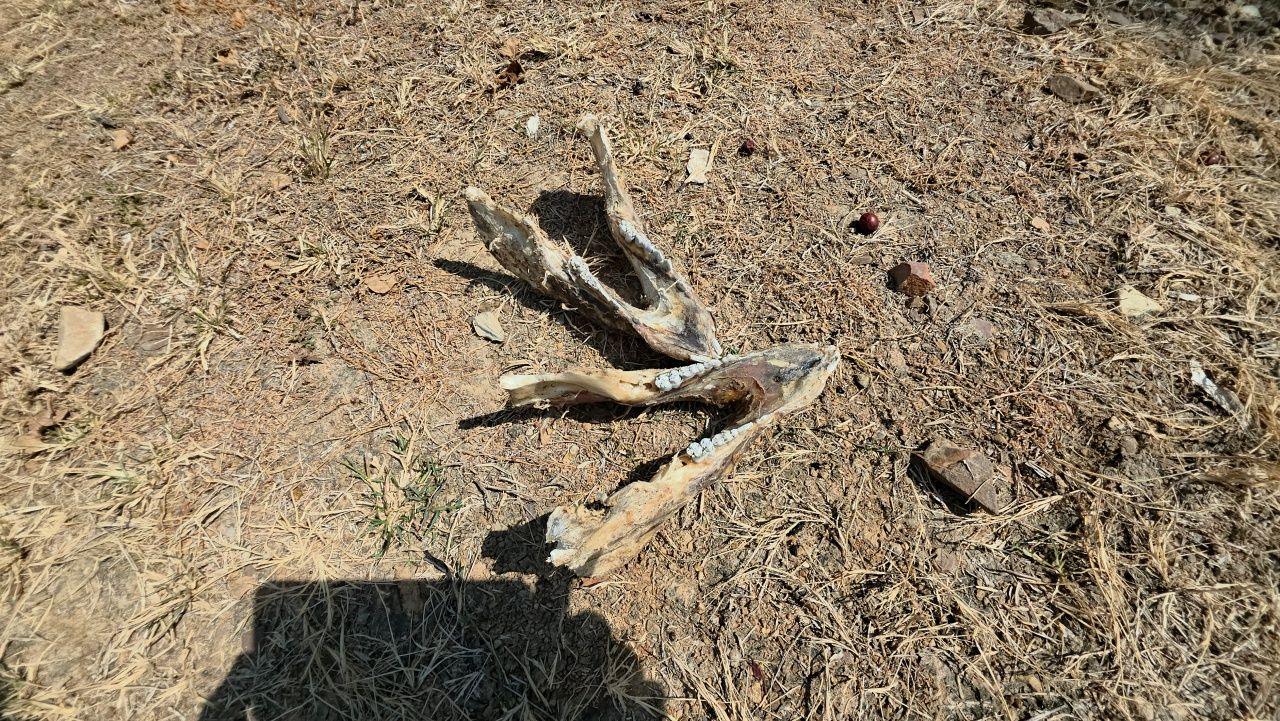 Villagers Alarmed by Animal Skulls Found Abandoned, Later Identified as ...