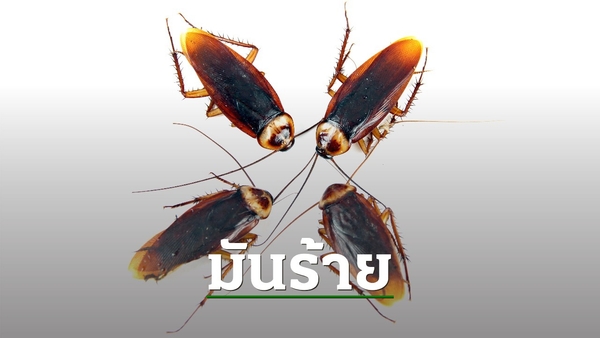 The doctor pointed out that "cockroaches" don't bite people, and the ...