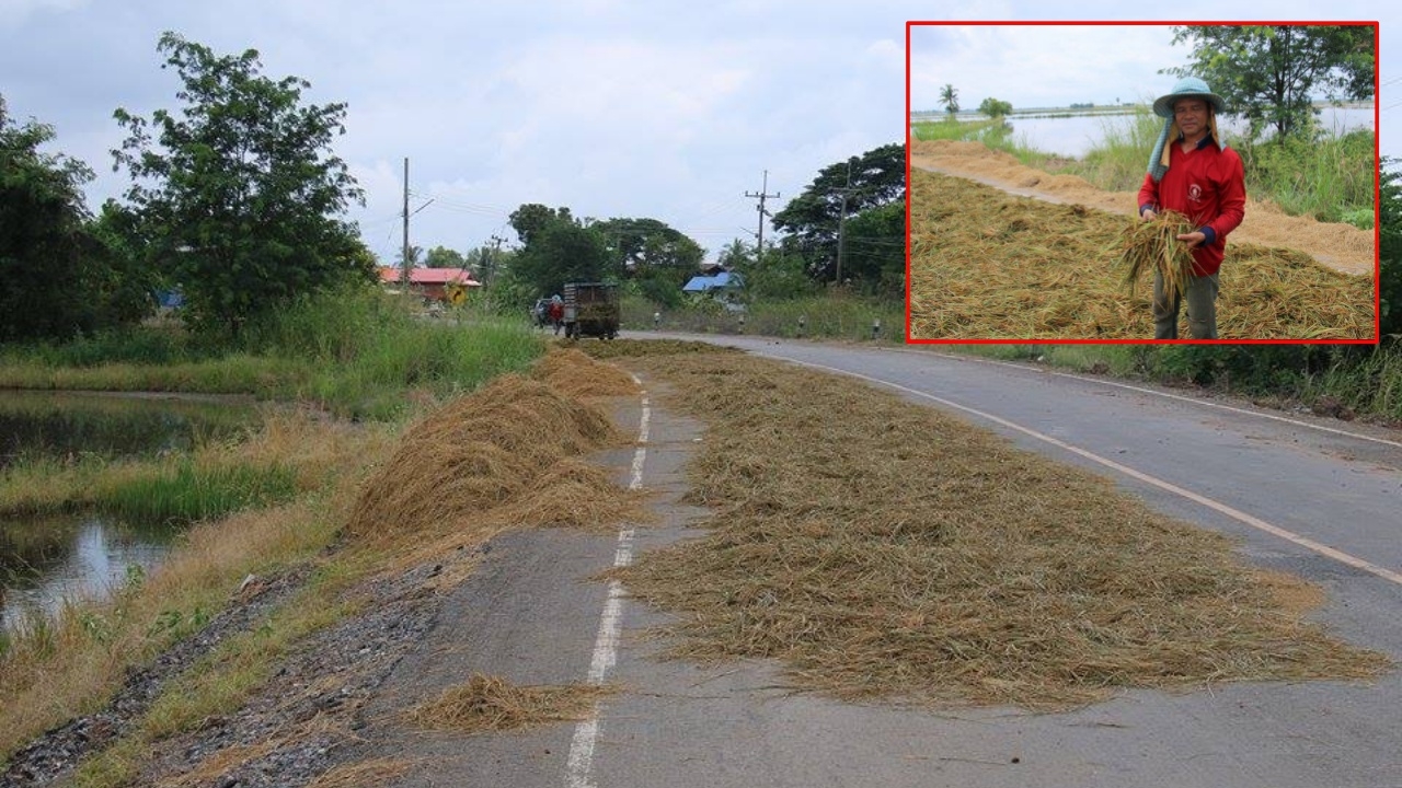 ต้นข้าวจมน้ำนานกว่า 10 วัน ชาวนานครสวรรค์ เร่งเกี่ยวนำมาตากแห้งบนถนน