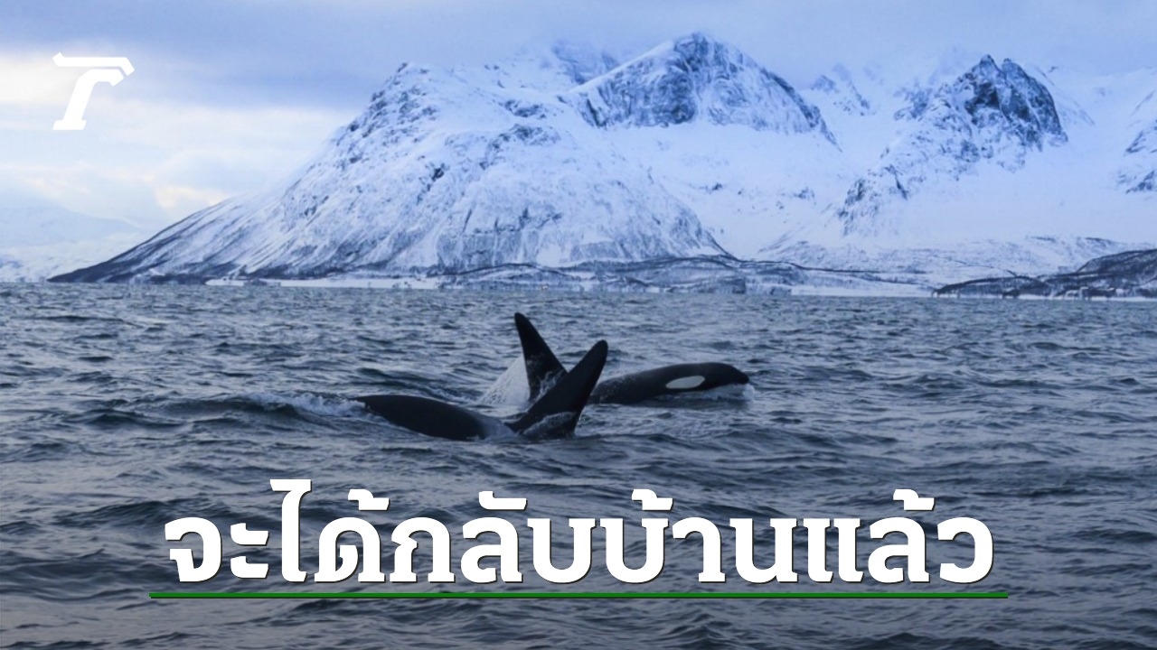 ดูคลิปแล้ว น้ำตาจะไหล วาฬเพชฌฆาต ‘โลลิตา’ จะได้กลับบ้านเสียที (คลิป)