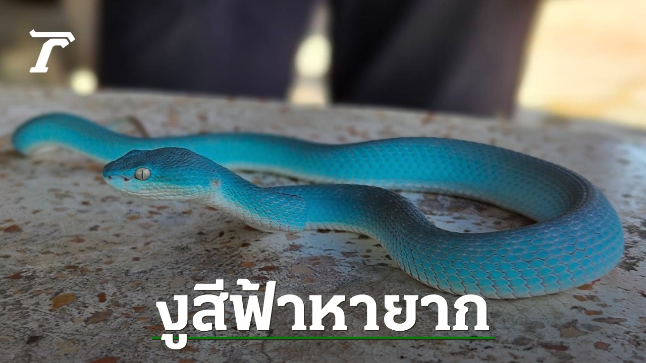ฮือฮา หนุ่มจับ "งูทิฟฟานี่บลู" ผู้เชี่ยวชาญยันเป็น งูหายาก 1 ในล้าน