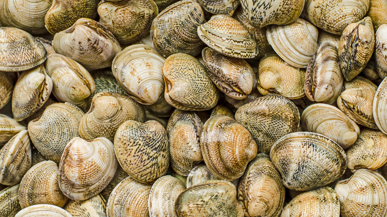 รวมคำทำนาย "ฝันเห็นหอยเยอะมาก" ต้องระวังเรื่องใดบ้าง