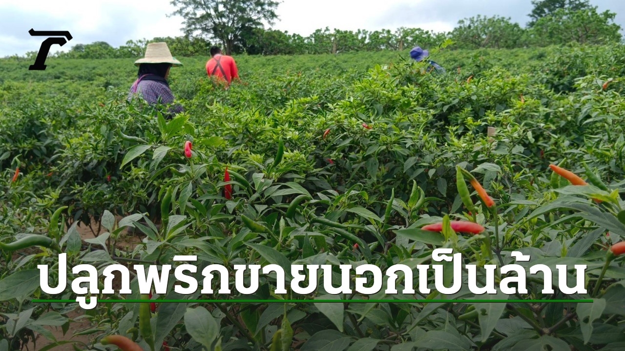 ชาวสวนเนินมะปราง ปลูกพริกอัมพวาแซมในสวนทุเรียน ส่งขายนอกทำเงินนับล้านต่อปี