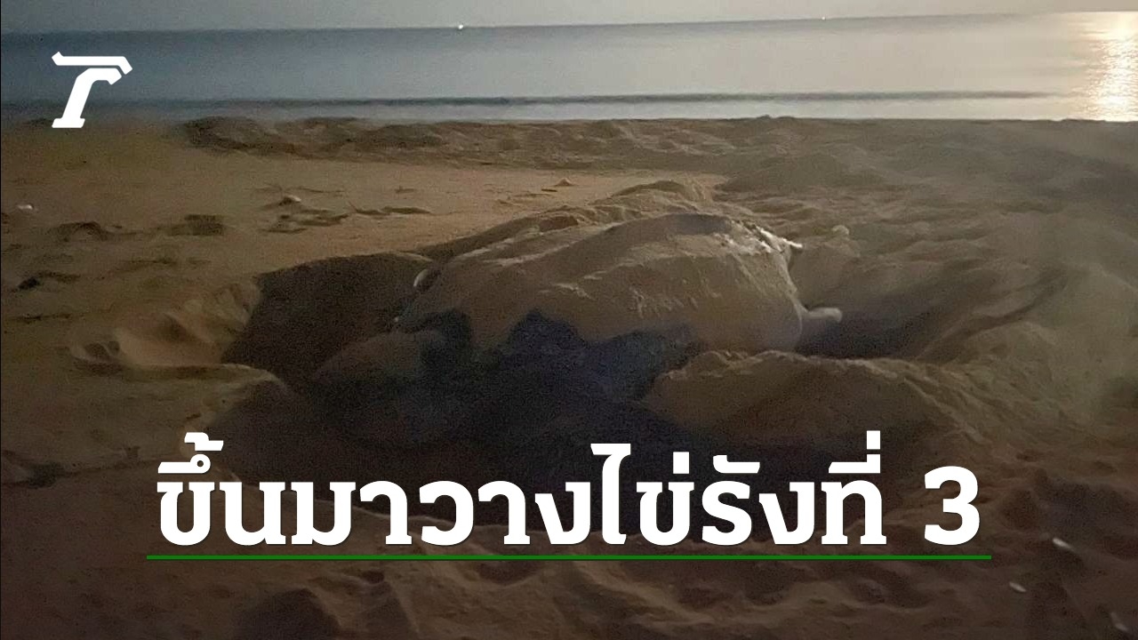 แม่เต่ามะเฟืองพังงาตัวเดิม ขึ้นหาดนาเกลือ วางไข่รังที่ 3 พบรวม 139 ฟอง