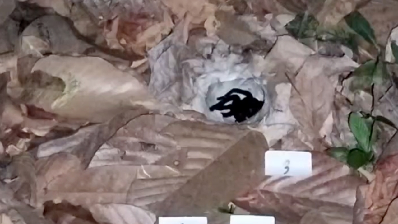 Lottery Enthusiasts Seek Lucky Numbers from Phaya Bueng in Prachinburi ...