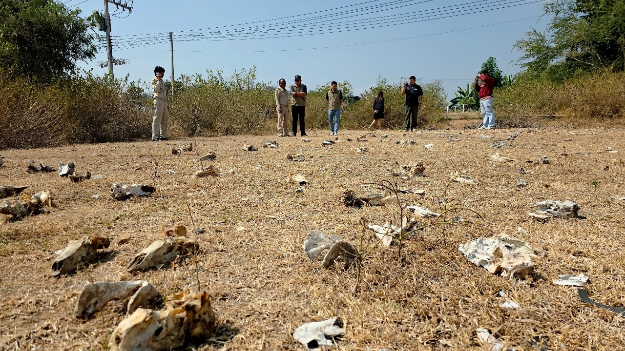 Villagers Alarmed by Animal Skulls Found Abandoned, Later Identified as ...